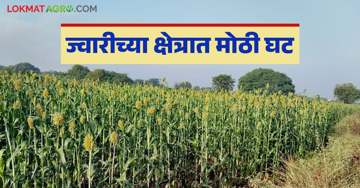 Solpaur Jowar : ज्वारीच्या कोठाराला पुराचा फटका; यंदा ज्वारी तब्बल एक ...
