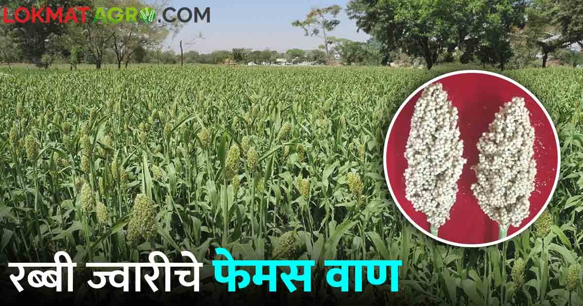 रब्बी ज्वारी पेरणी सुरु होईल लागवडीसाठी निवडा हे टॉप टेन वाण | Rabi ...