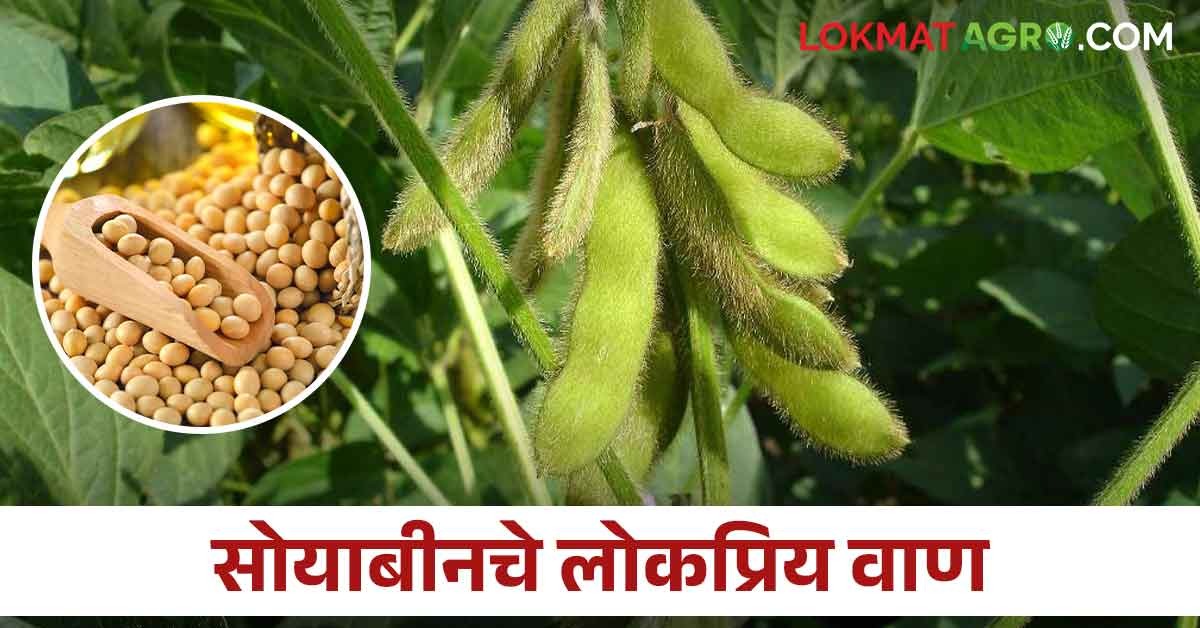 Soybean Variety: हे आहेत सोयाबीनचे टॉप १० फेमस वाण, तुम्ही कुठले पेरणार ...