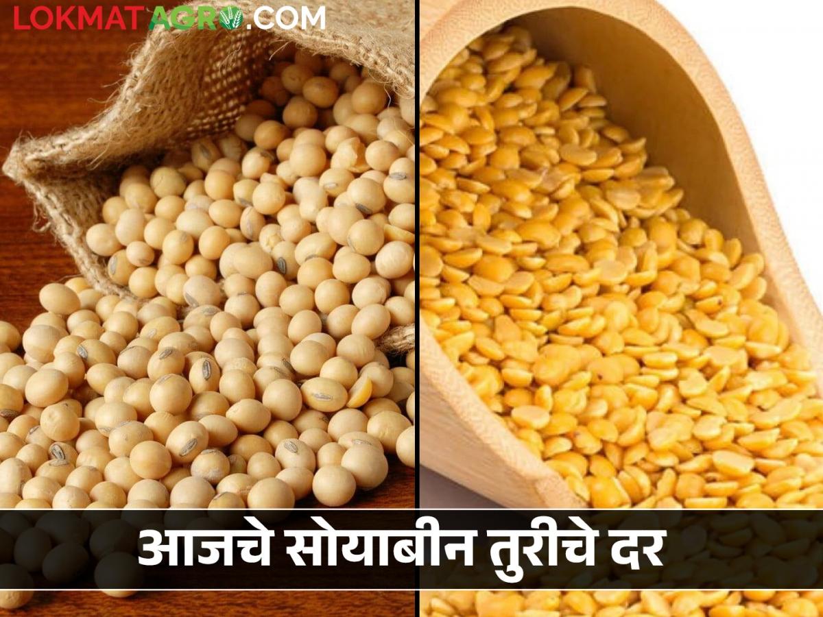 तुरीच्या दराचा आलेख चढताच, आज दहा हजारांचा भाव, सोयाबीनचे काय? | Latest ...