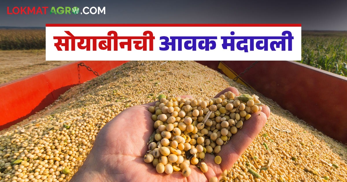 latest news Soybean Market Update: Soybean prices down in Latur, but ...