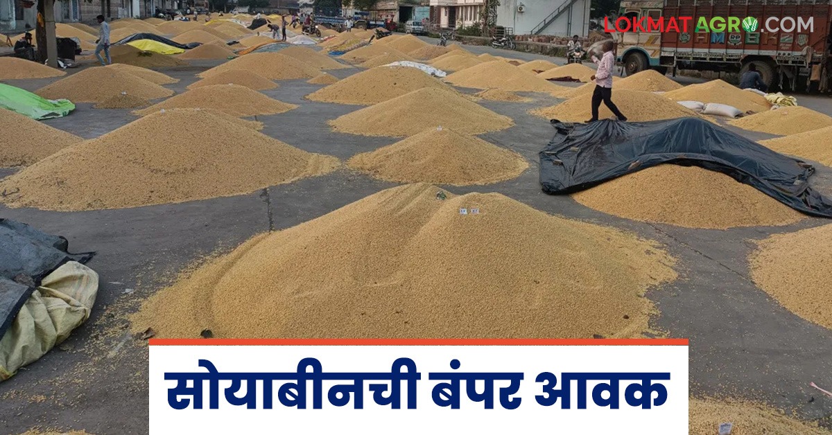 latest news Soybean Market: Soybeans from the warehouse came out ...