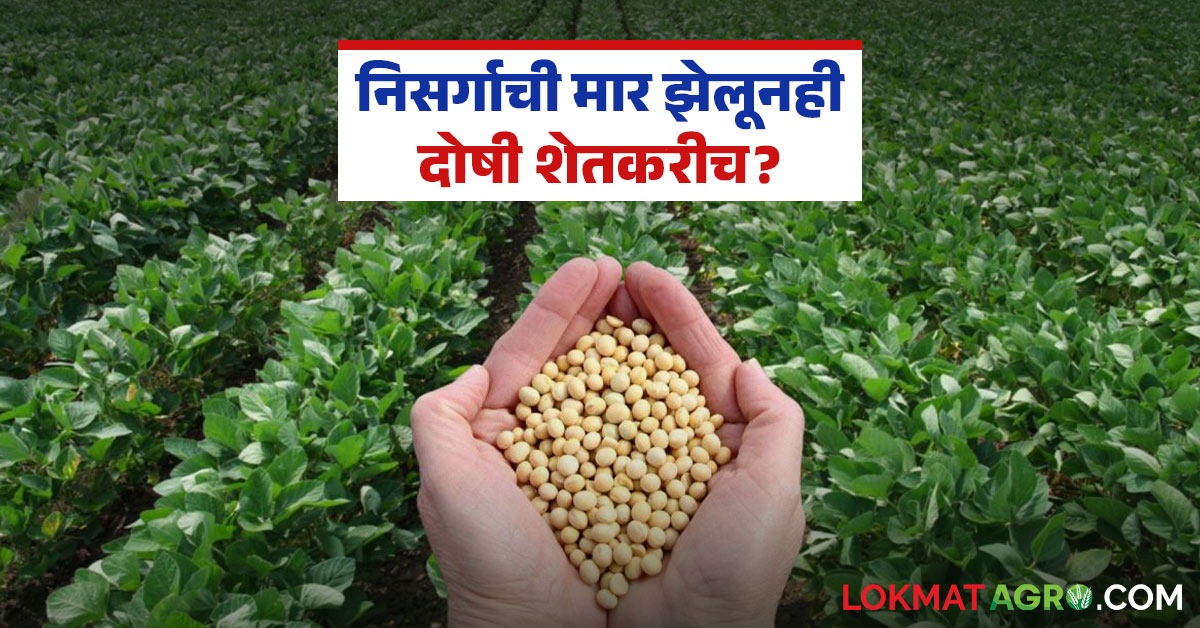 latest news Soybean Kharedi: Farmers are to blame despite facing the ...