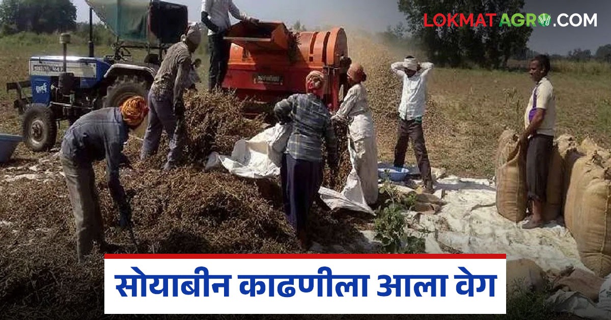 latest news Soybean Harvest in Marathawada read in details