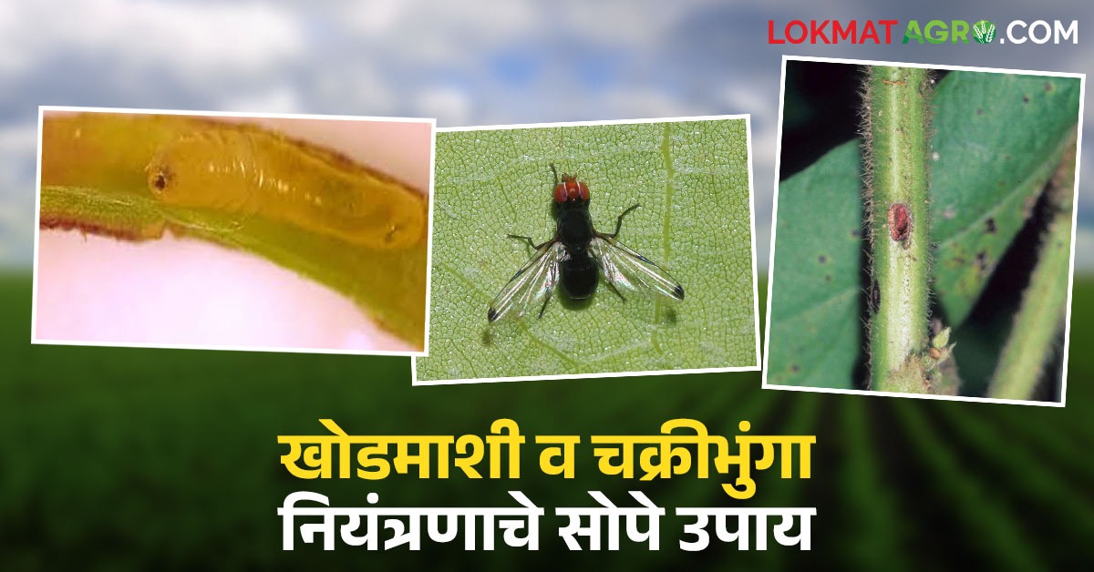 latest news Soybean Crop Protection Important for farmers