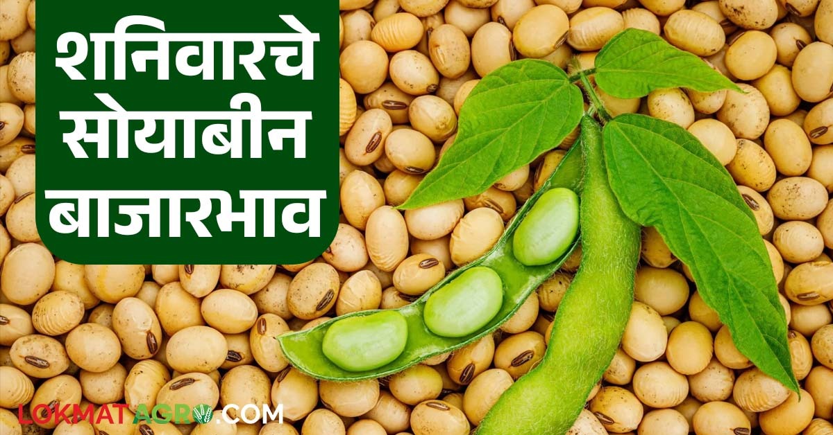 latest news Today's Soybean Arrivals in the Market read in details