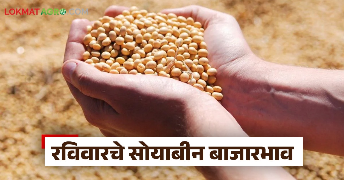 latest news Today's Soybean Arrivals in the Market read in details