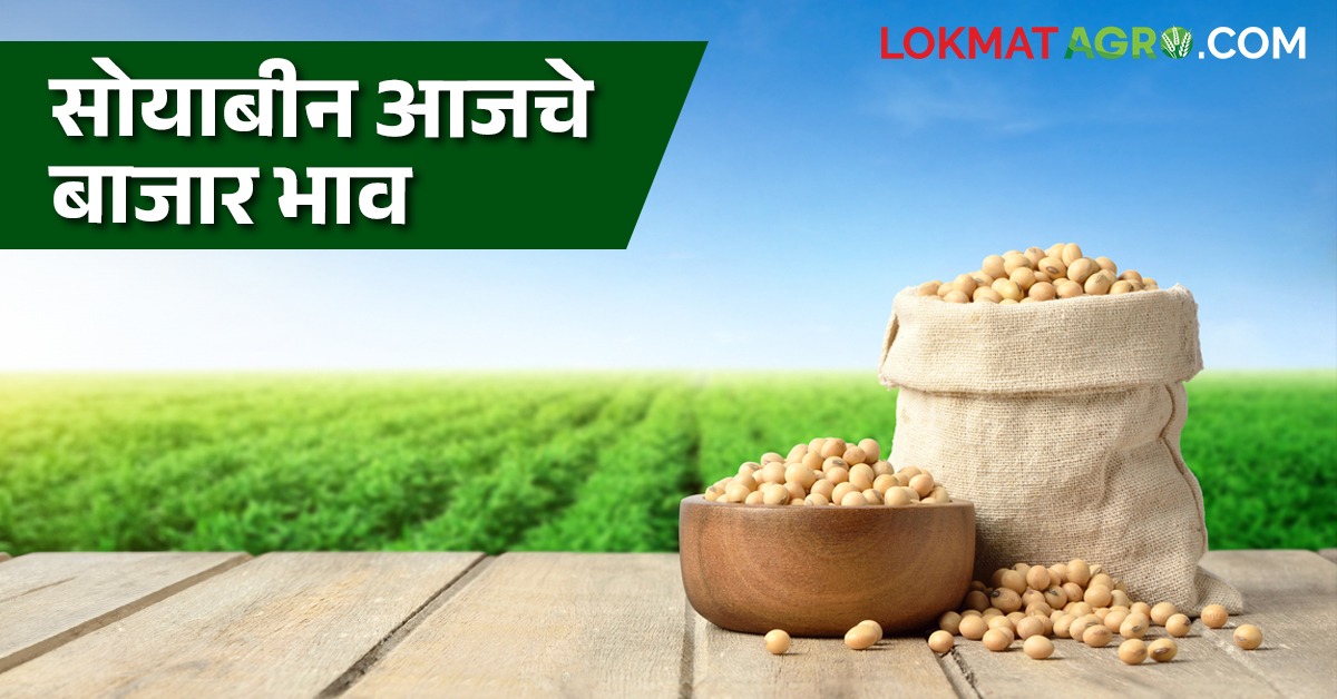 Soybean Market Update arrivals and price