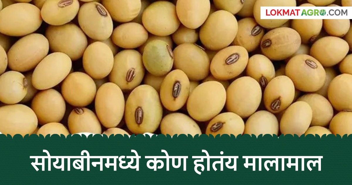 सोयाबीनच्या बाजारात अचानक तेजी कशामुळे! भाववाढीत नक्की कोण होणार ...