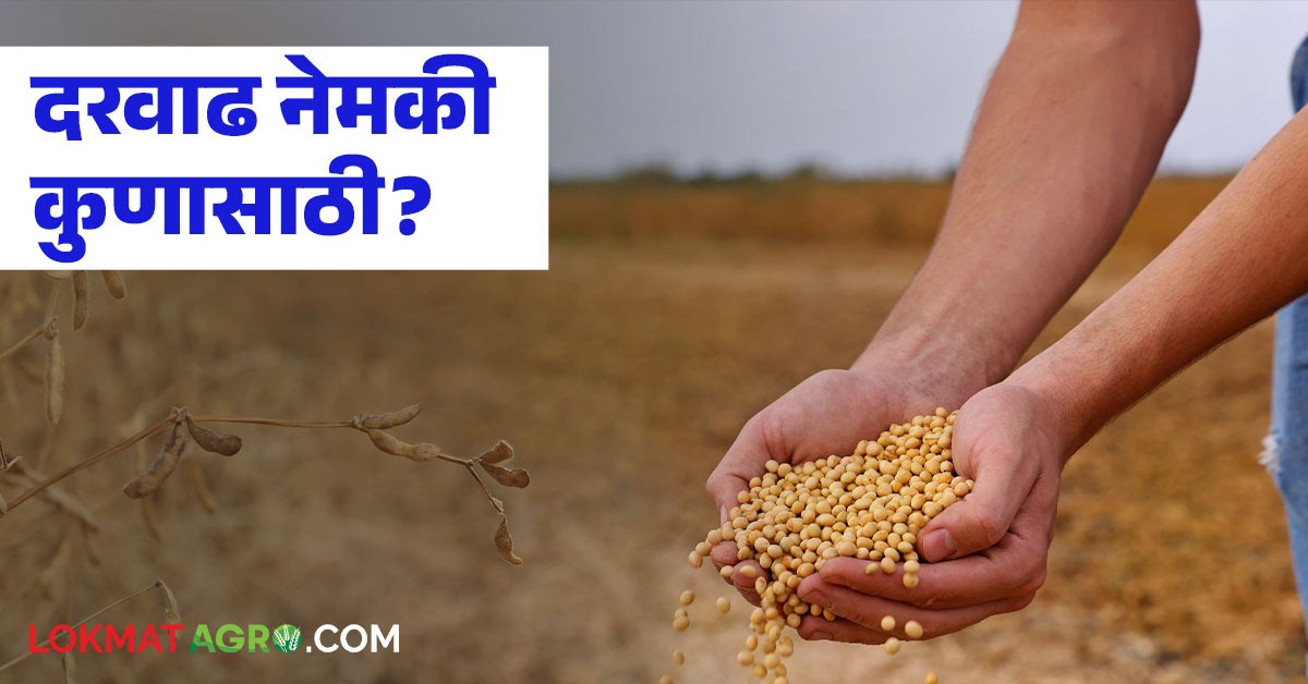 latest news Soybean Market: Zero in farmers' warehouses, boom in the ...