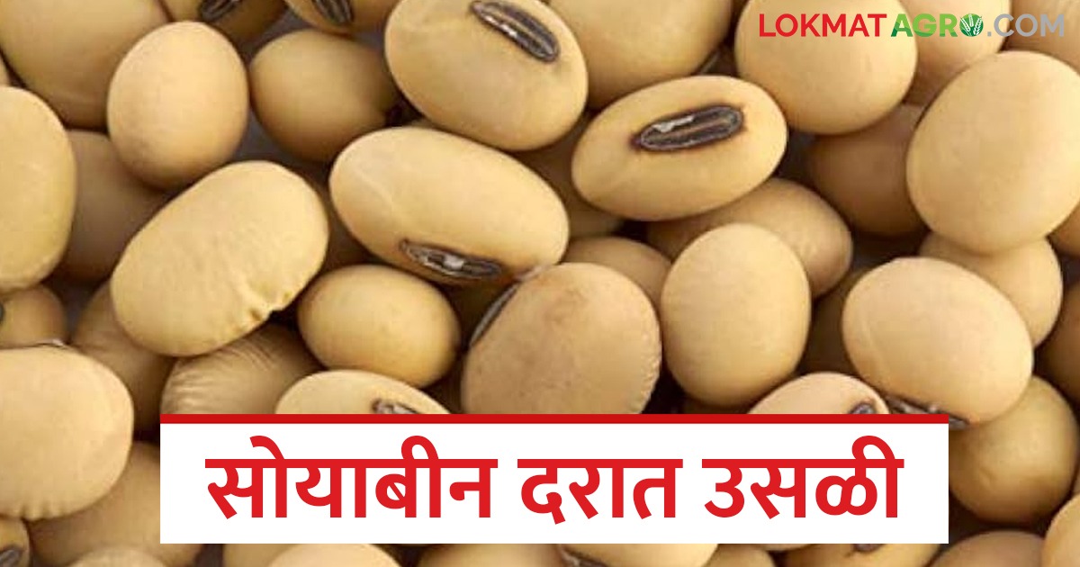 latest news Soybean Market Update: Prices increased but supplies ran ...