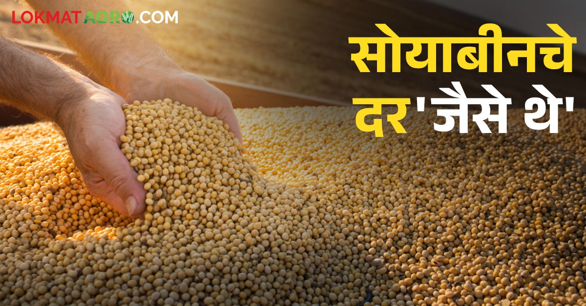 latest news Soybean arrivals increased; but prices remained the same ...