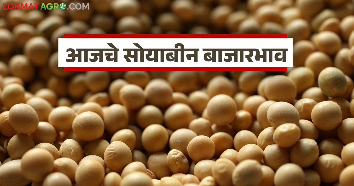 latest news Today's Soybean Arrivals in the Market read in details