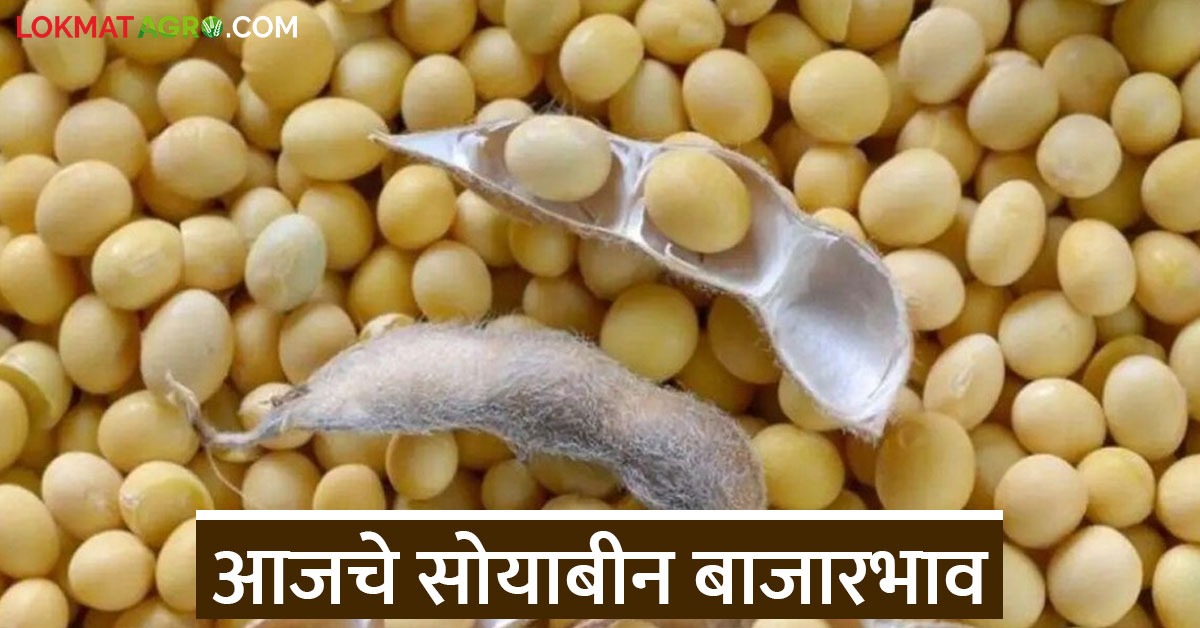 latest news Today's Soybean Arrivals in the Market read in details