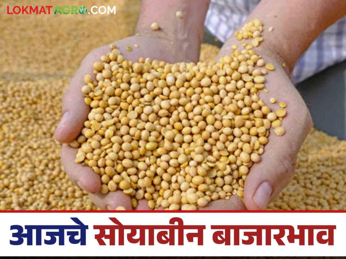 Today's soybean market arrivals read in details
