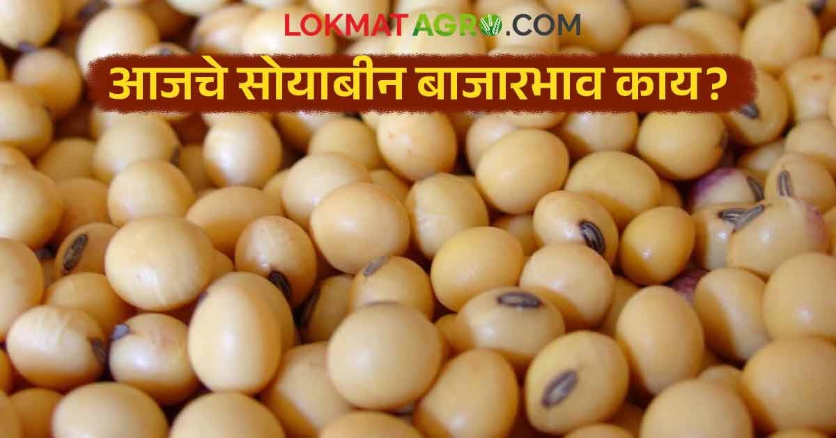 latest news Today's Soybean Arrivals in the Market read in details