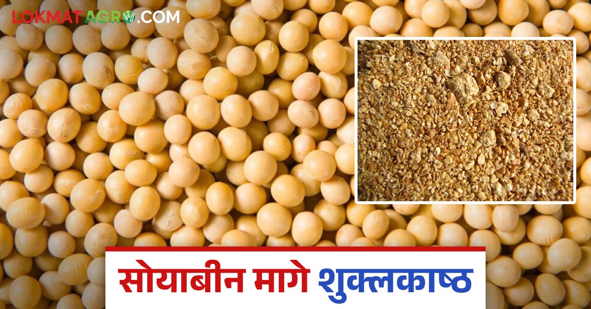 latest news Know in detail what is the reason for the decrease in ...