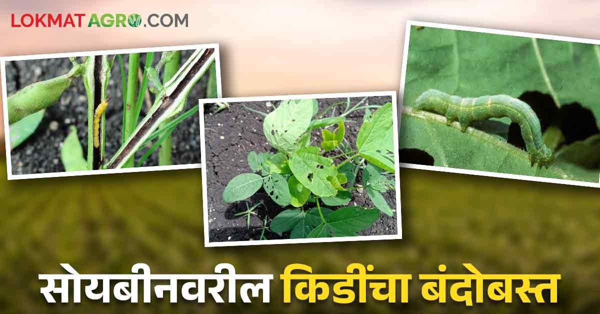 Soybean Pest Management: खोडमाशी व चक्रभुंगा यांपासून सोयाबीनला ...