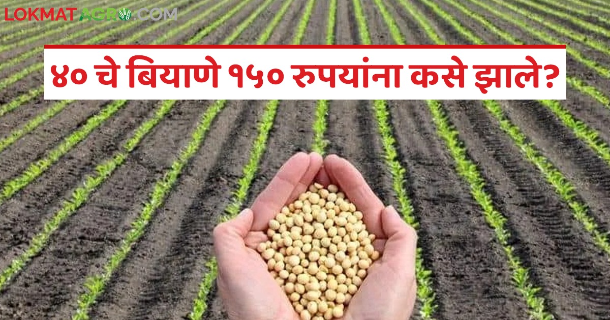 latest news Soybean Seed Price: 40 rupaye soybean 150 rupaye biyane ...