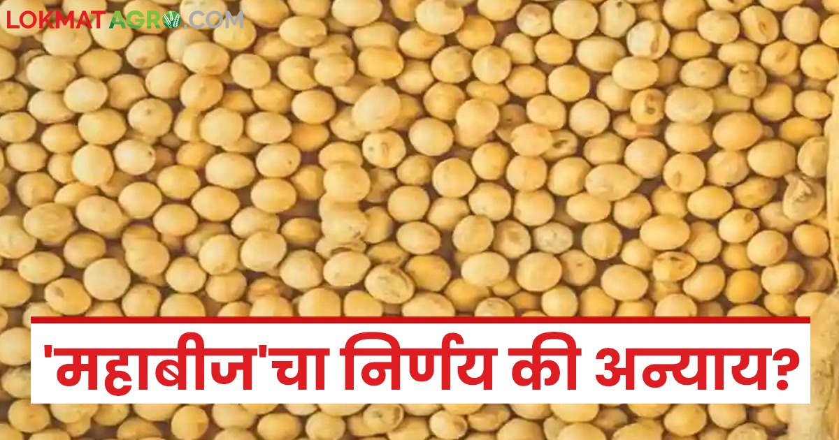 latest news Soybean Seed Production: Injustice to soybean producers by ...