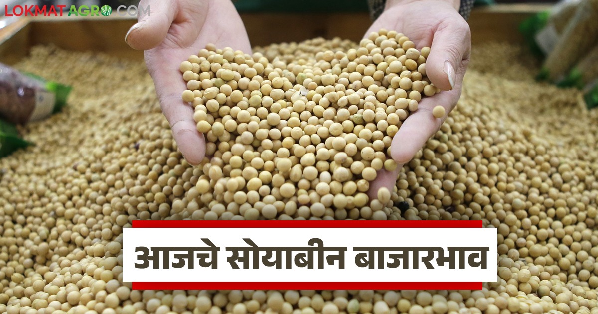 latest news Today's Soybean Arrivals In the Market read in details