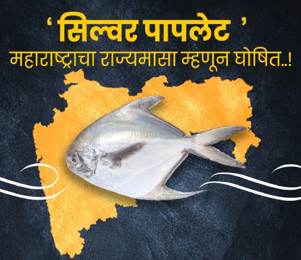 सिल्व्हर पापलेट झाला राज्यमासा! | Silver paplet became the state fish ...