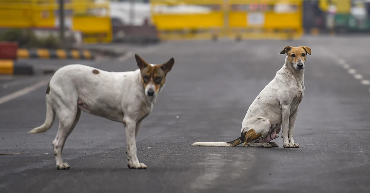 Stray Dogs: लाखभर भटक्या श्वानांसाठी निवारा केंद्रे उभारणार कुठे ...