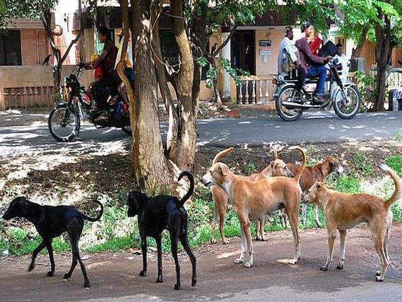 आठ हजार कुत्र्यांना विशेष मोहिमेत लसीकरणाची मात्रा; रेबीजमुक्तीसाठी ...