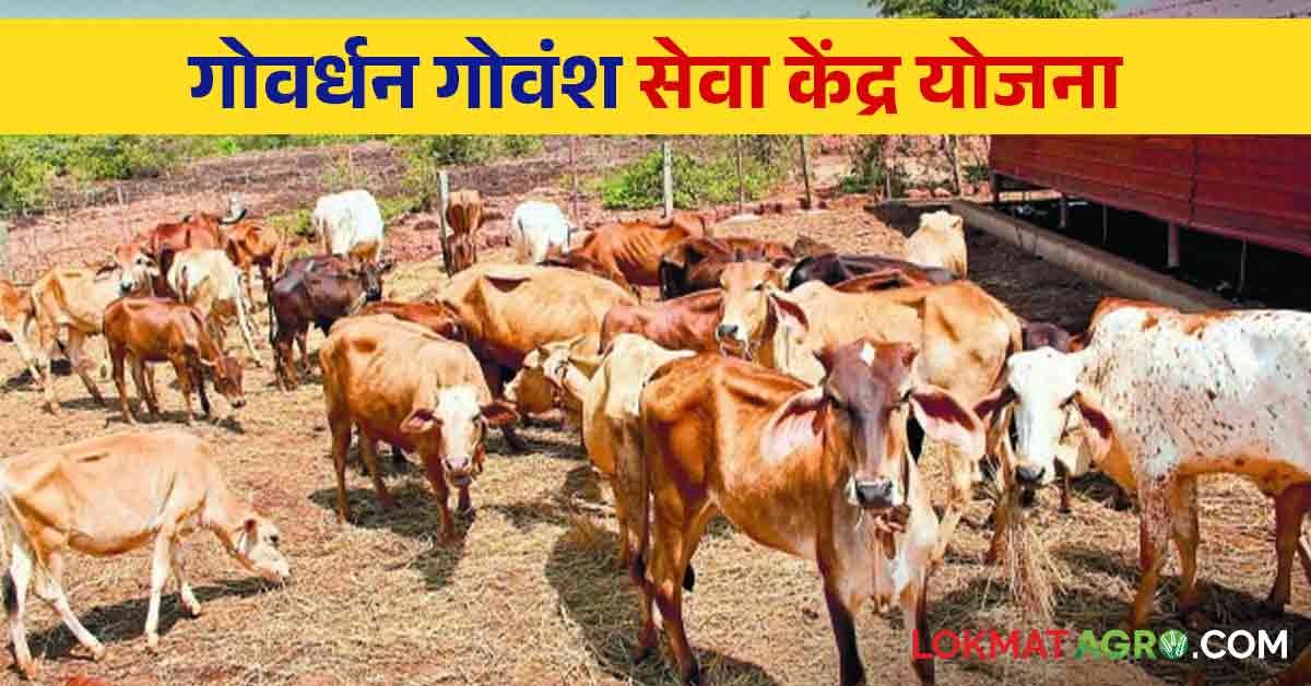 Goshala Subsidy : गोशाळांना 25 लाख रुपयापर्यंत अनुदान, कुठे आणि कसा ...