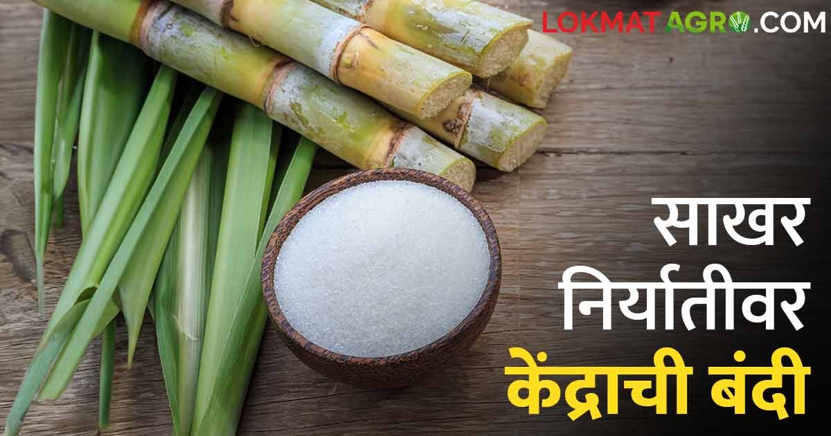 Sugar Industry साखर उद्योगाचा पुढील १० वर्षांचा विकास आराखडा केंद्र ...