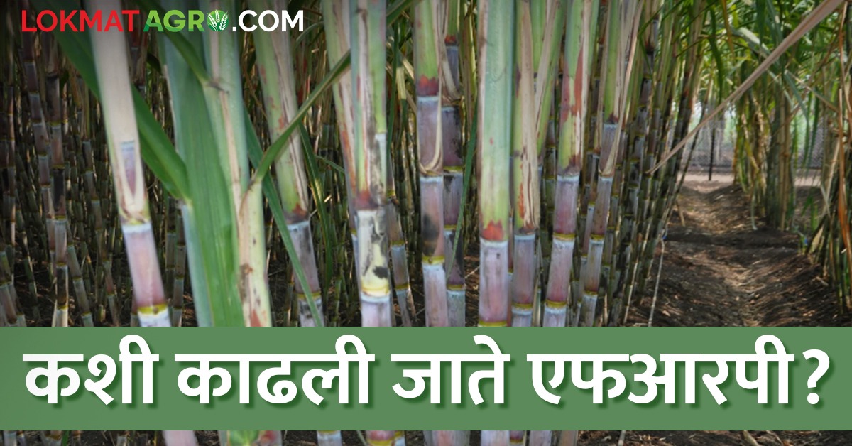 यंदाच्या ऊस गाळप हंगामातील साखरेच्या उताऱ्यानुसार एफआरपीचे दर निश्चित ...