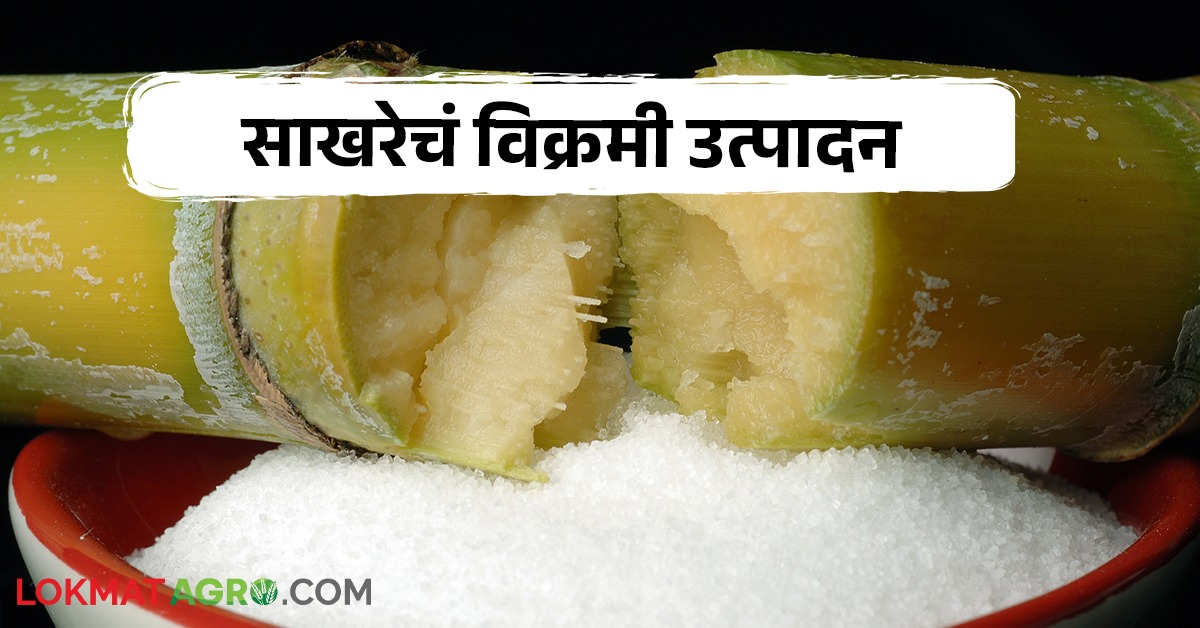राज्यात १०८ लाख टन साखरेचे उत्पादन, हंगाम अंतिम टप्प्यात | Production ...
