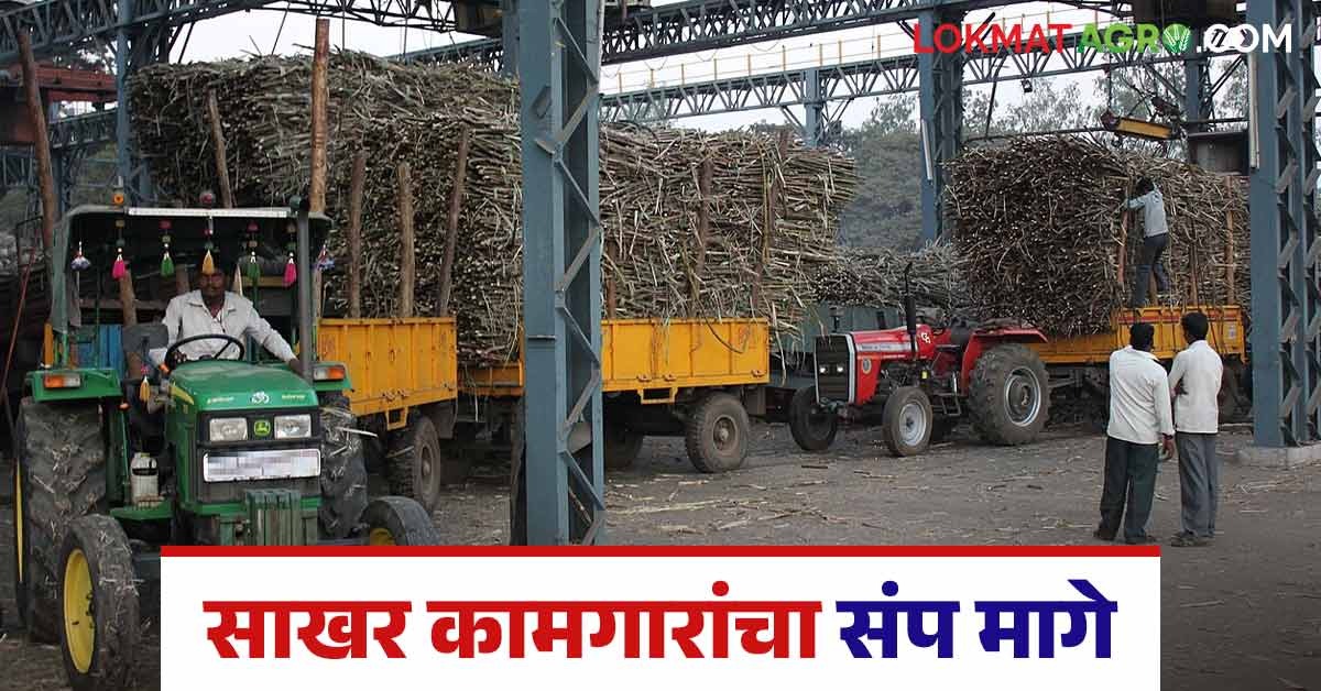 Sakhar Kamgar Strike : राज्य साखर कारखाना कामगारांचा संप स्थगित; काय ...