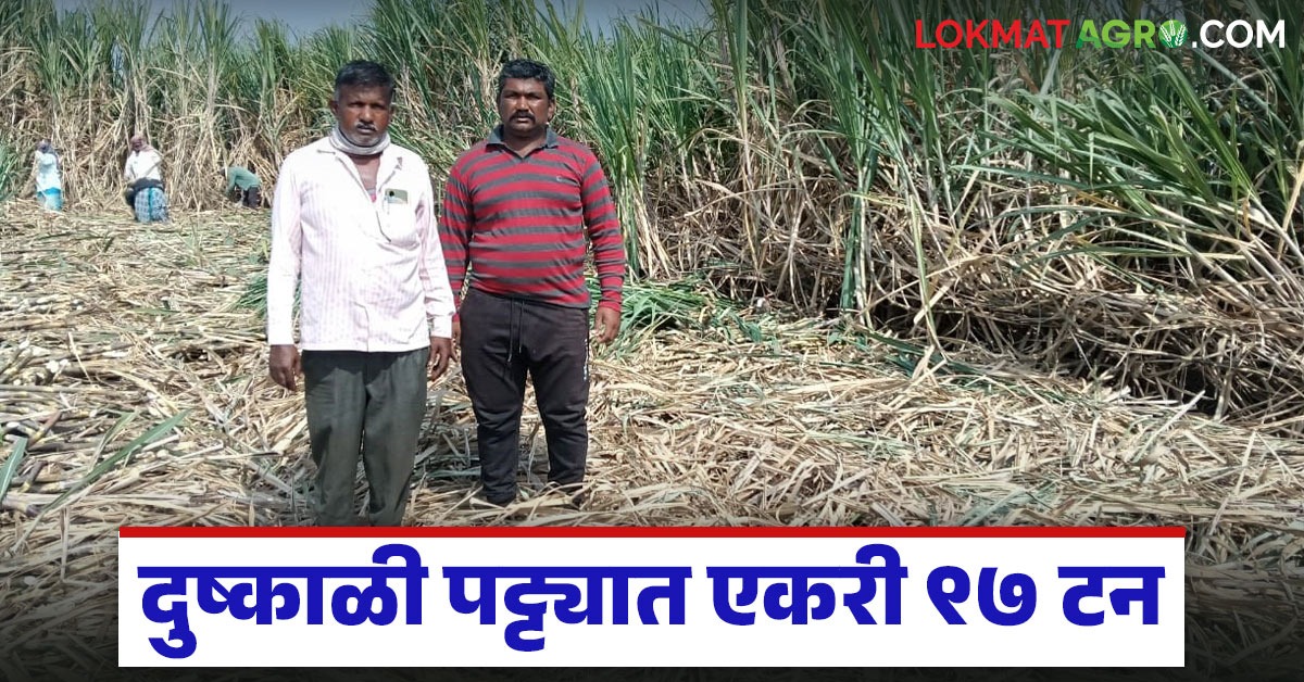 दुष्काळी माण तालुक्यात ८६०३२ उसाची कमाल; ३ एकर क्षेत्रात घेतले २९२ टन ...