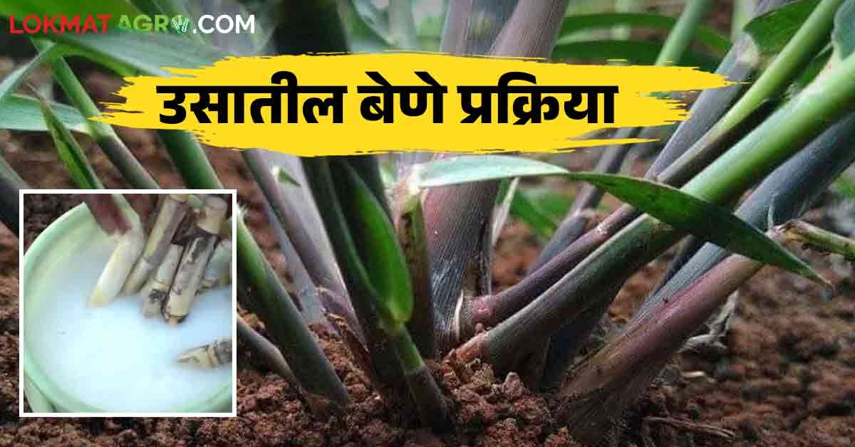 Us Bene Prakriya : पूर्वहंगामी उसाची लागवड करायचीय कशी कराल बेणे ...