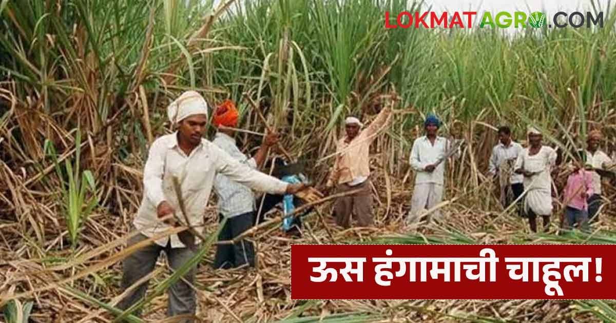 latest news Sugarcane Crushing Season read in details