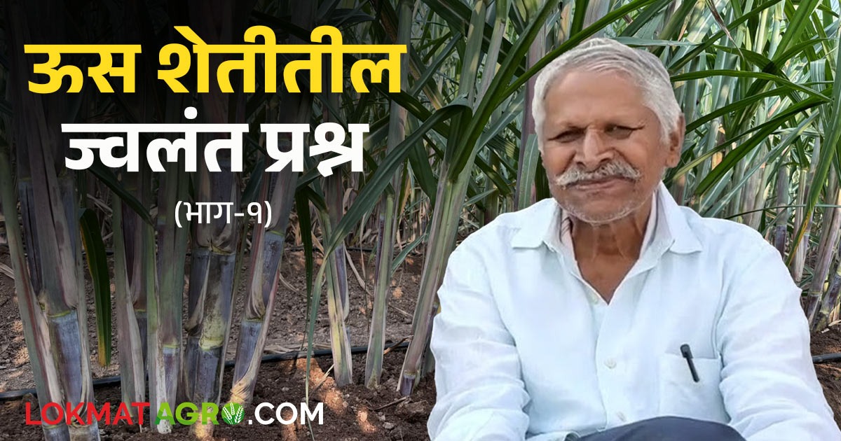 Us Sheti : परवडत नाही, म्हणून ऊसशेती कशी सोडणार? काय म्हणता आहेत तज्ञ ...