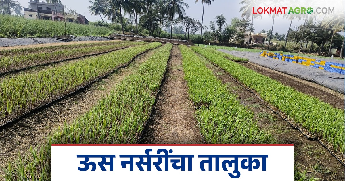 Us Ropvatika : कोल्हापूर जिल्ह्यातील या तालुक्यात आहेत ६०० पेक्षा जास्त ...