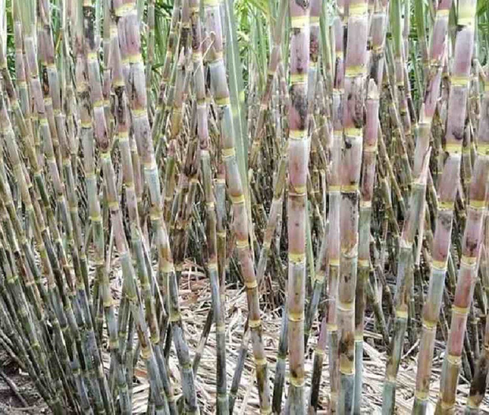 अवसरी बुद्रुकच्या माणिकराव यांनी घेतले एकरी १०७ टन ऊस उत्पादन ...