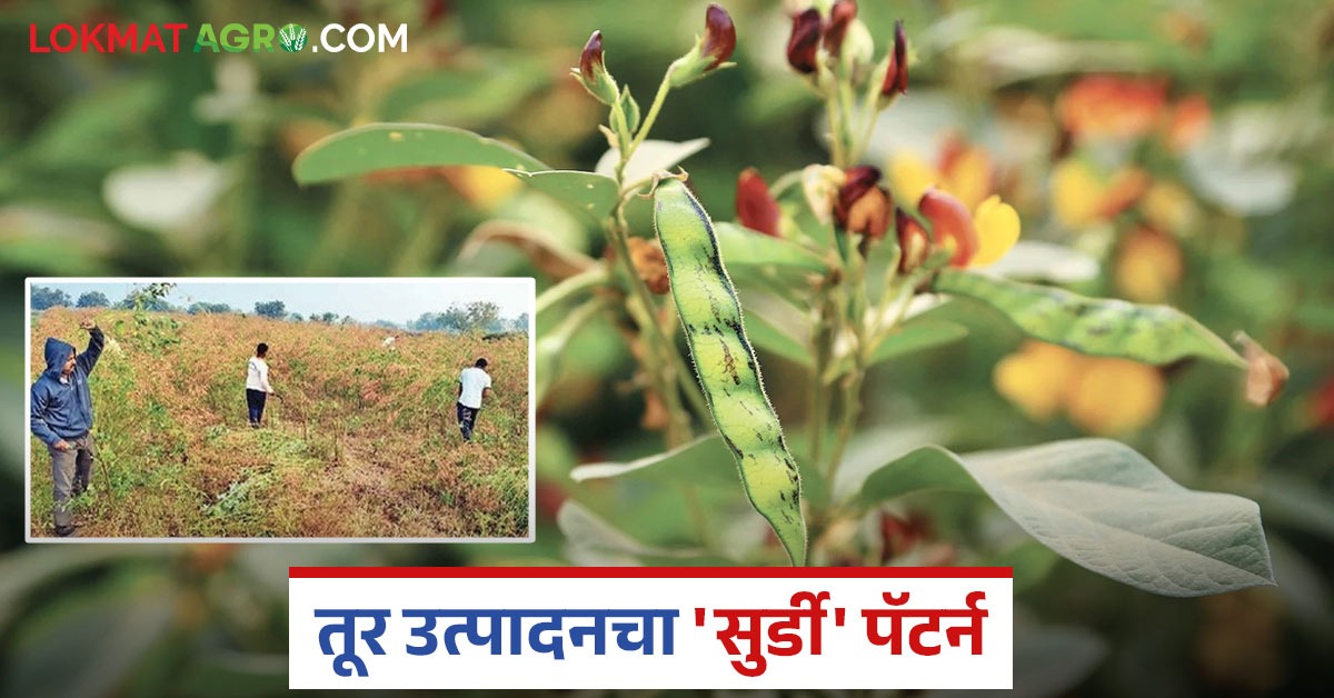 सोलापूर जिल्ह्यात ह्या गावाने ४०० एकरावर ठिबक सिंचनाद्वारे घेतले तुरीचे ...