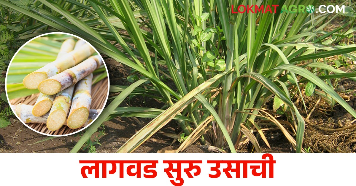 उत्पादन वाढविण्यासाठी सुरू उसाची शास्त्रीयदृष्ट्या लागवड कशी करावी ...