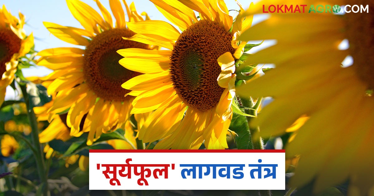 Suryaful Lagwad : उन्हाळी हंगामात फायद्याचे तेलबिया पिक 'सूर्यफूल'; कशी ...