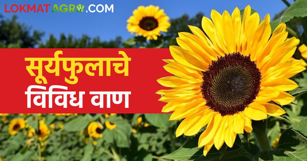 Suryful Lagvad : रब्बी सुर्यफुल लागवडीसाठी कोणत्या वाणांची निवड कराल ...