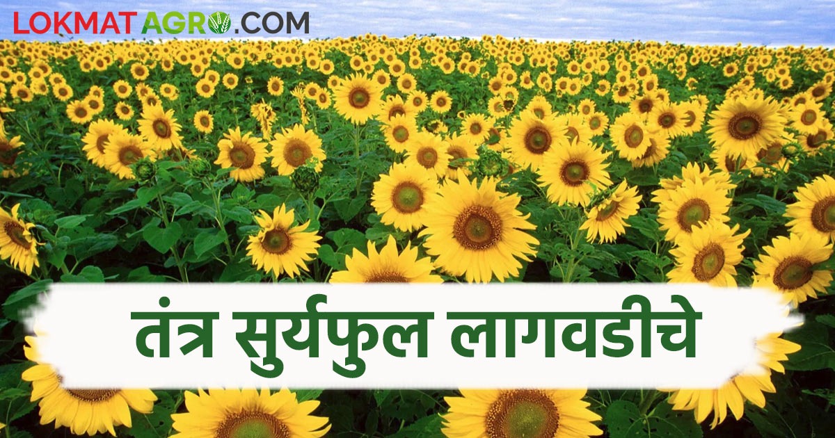 Suryful Lagwad : सुर्यफुल तेलास मोठी मागणी कशी कराल लागवड वाचा सविस्तर ...