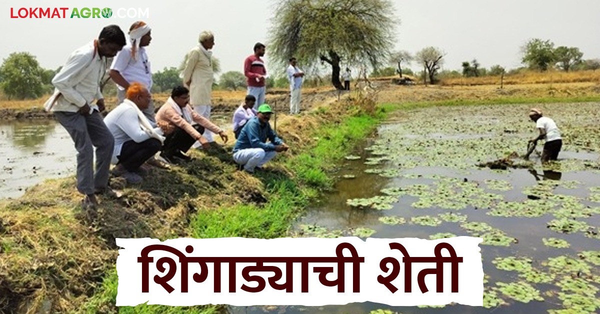 थंडीत मागणी असणाऱ्या शिंगाड्याची शेती कशी करतात, दर काय मिळतो? वाचा ...