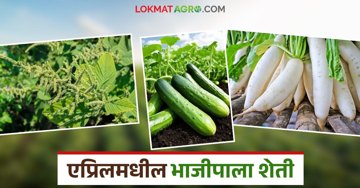 Vegetable Farming : एप्रिलमध्ये 'या' भाज्यांची लागवड करा अन् कमी ...