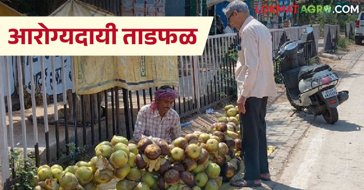 Tadfal Fruit : ताडफळ खा, शरीरातील तापमान कमी करा, काय आहे फळाची ...