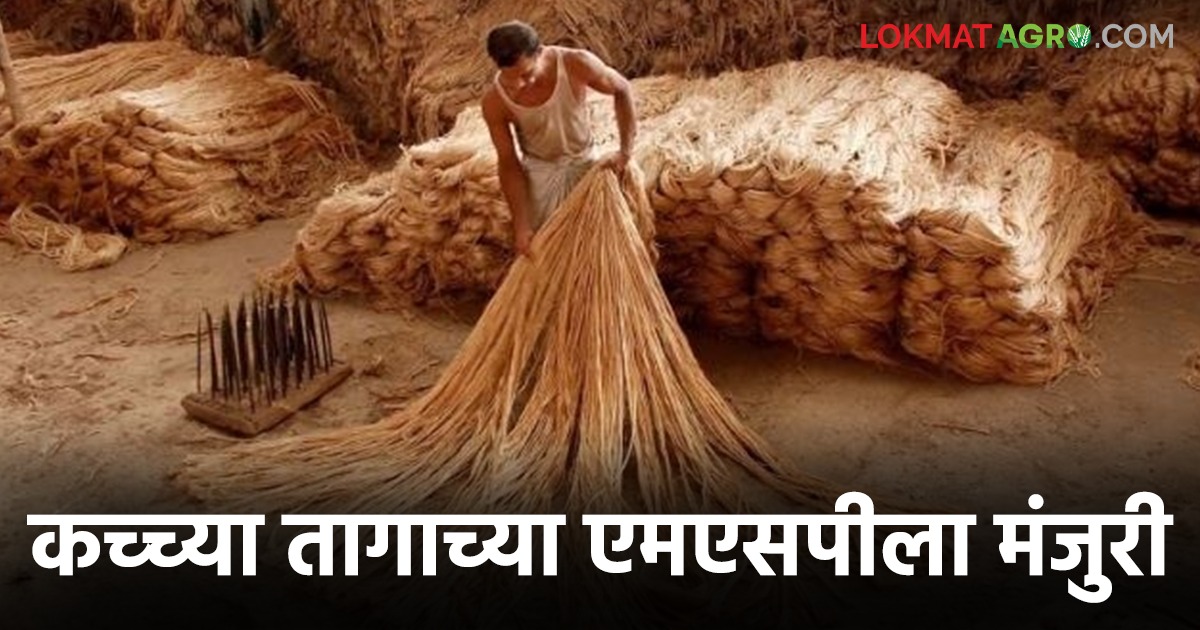 Raw Jute MSP : यंदाच्या हंगामासाठी कच्च्या तागाच्या किमान आधारभूत किमतीला मंजुरी, वाचा सविस्तर ...