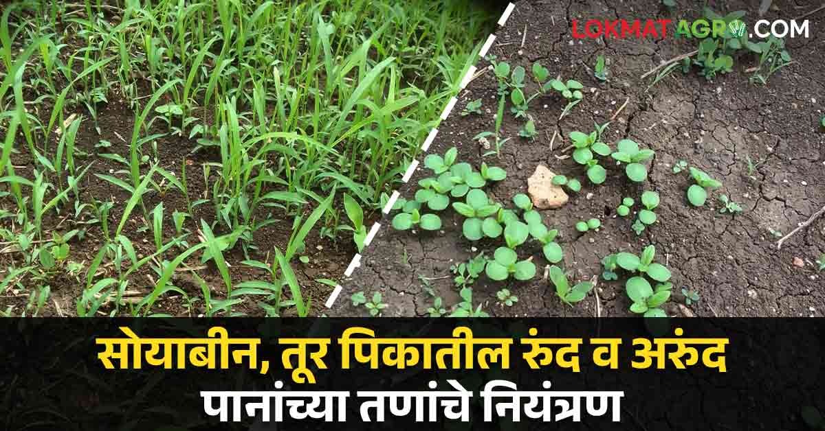 Crop Management : असे करा सोयाबीन व तूर पिकातील रुंद व अरुंद पानांच्या ...