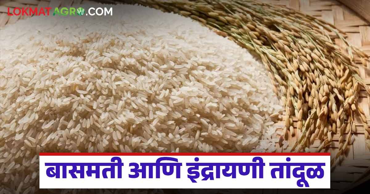 बासमती आणि इंद्रायणी तांदूळ कुठे पिकवला जातो, या दोन्हीत फरक काय, वाचा ...